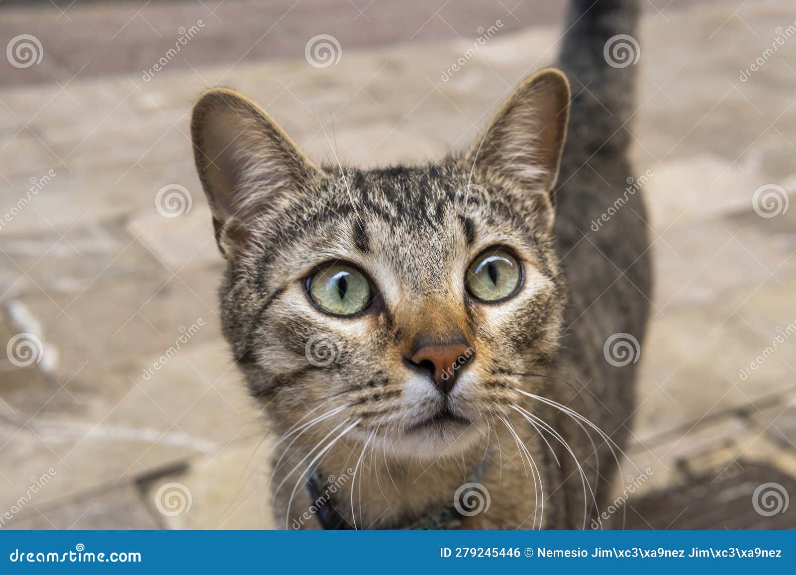 Grey Stray Cat with a Suprised Face Stock Photo - Image of stray ...