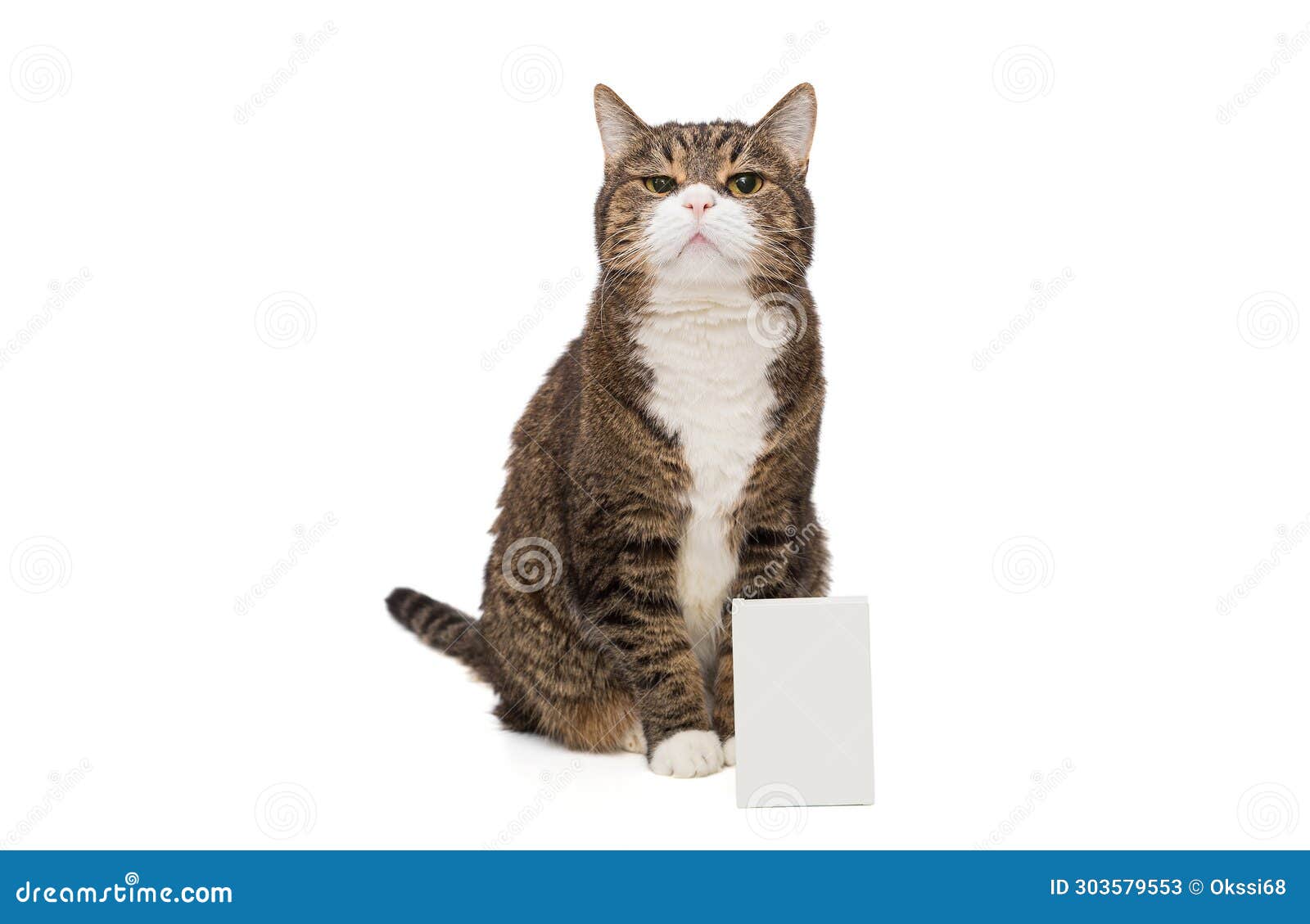 Grey, Striped Cat and Empty Package Stock Image - Image of portrait ...
