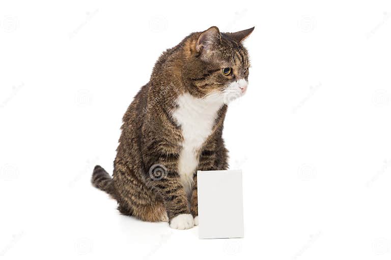 Grey, Striped Cat and Empty Package Stock Photo - Image of medicine ...