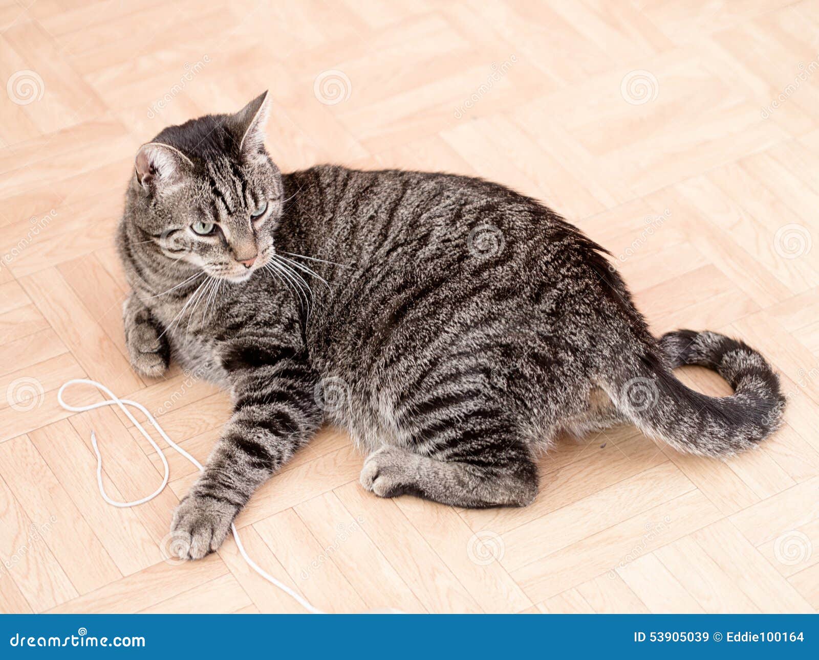 A grey striped cat stock image. Image of lively, flat - 53905039