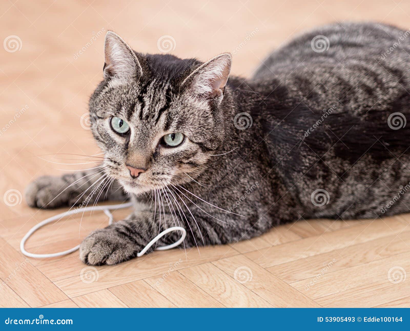 A grey striped cat stock image. Image of loses, tabby - 53905493