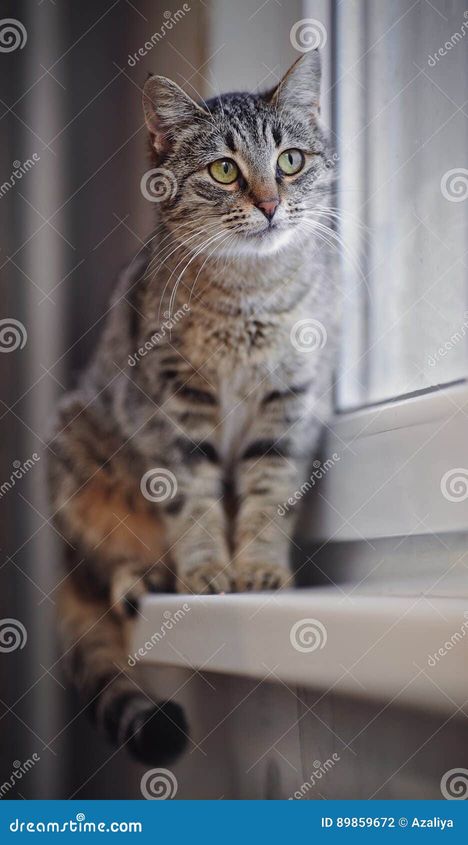 Grey Striped Cat Sitting on the Windowsill. Stock Photo - Image of claw ...