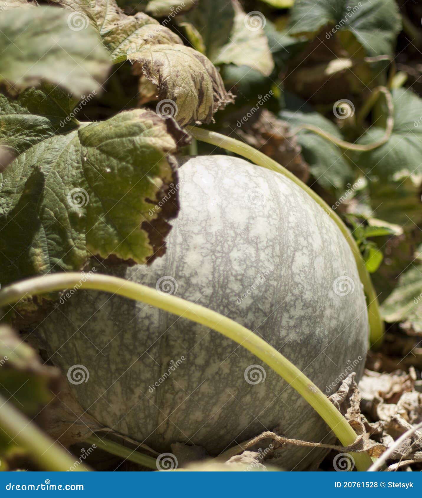 Grey striped pumpkin stock photo. Image of garden, vegetable - 20761528