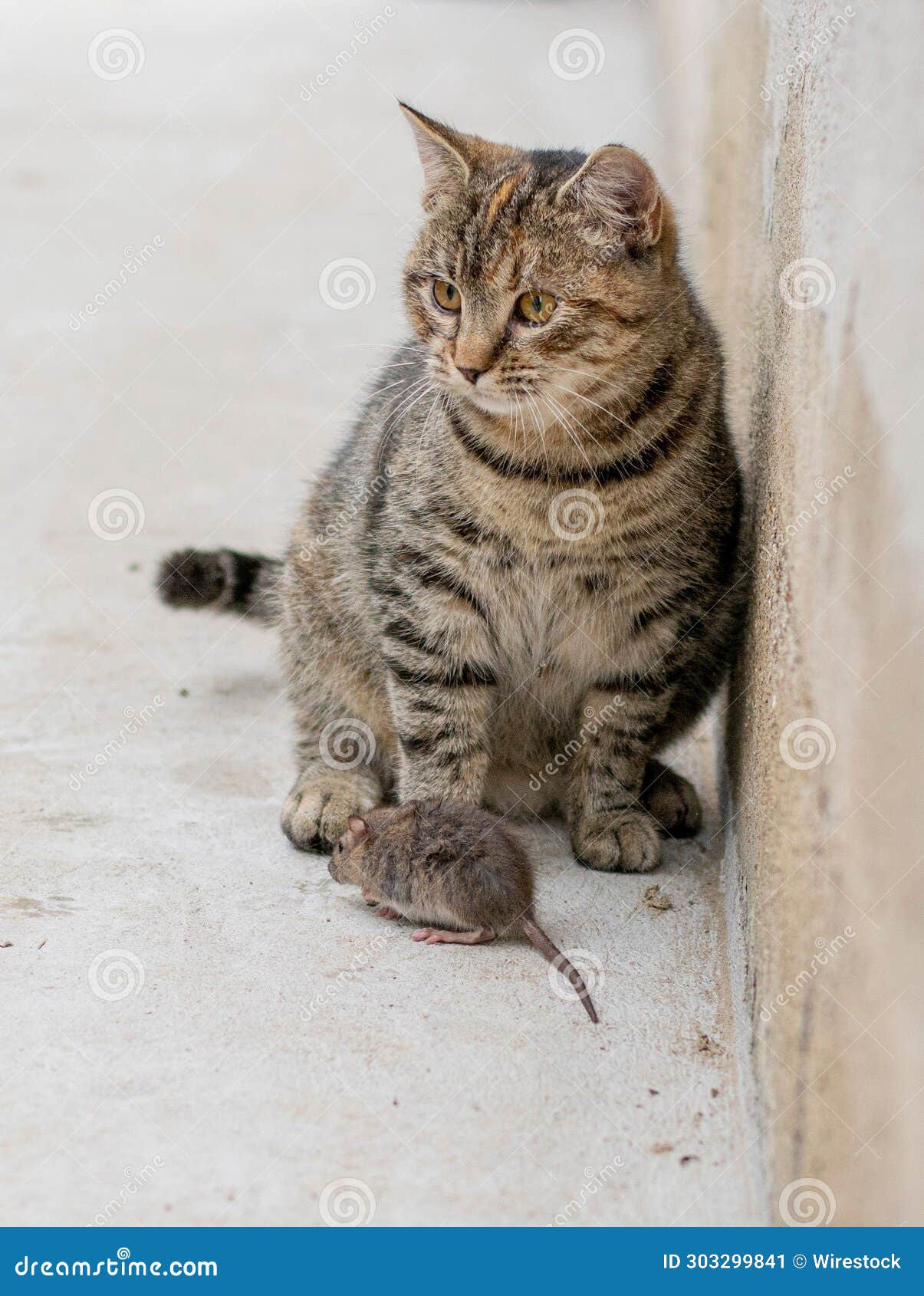 Grey Stripped Cat Catching a Small Grey Mouse Stock Image - Image of ...