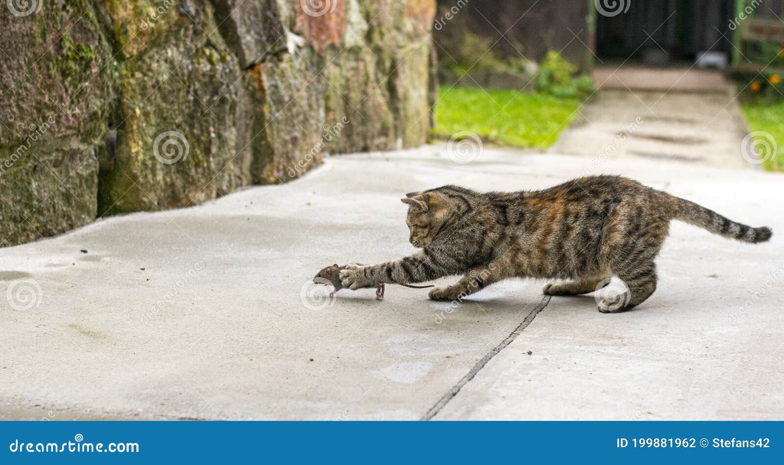 Grey Stripped Cat Hunting the Mouse. Stock Photo - Image of closeup ...