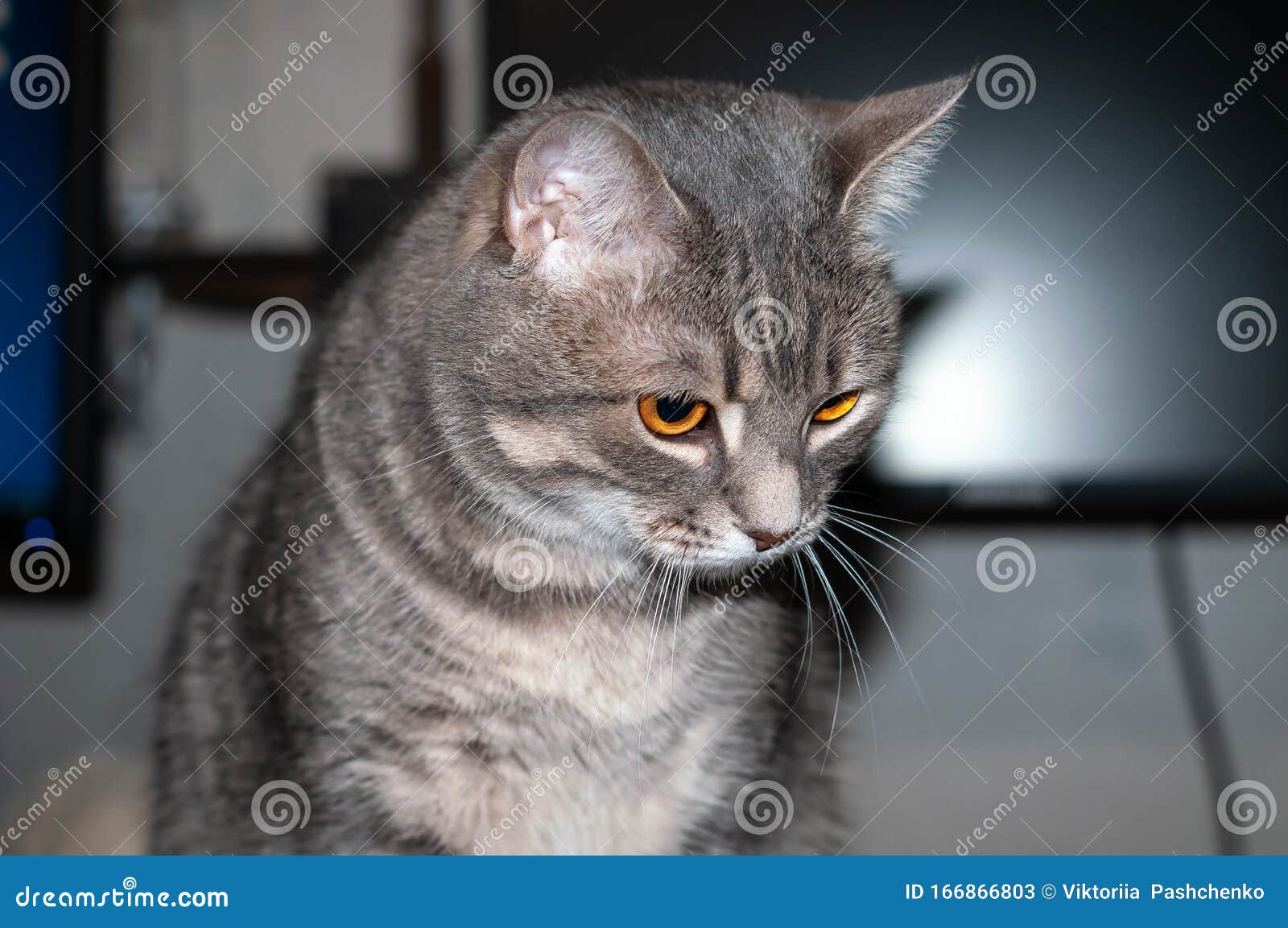 Grey Stripped Cat Looking Down in Front of Computer Monitor with Blank ...