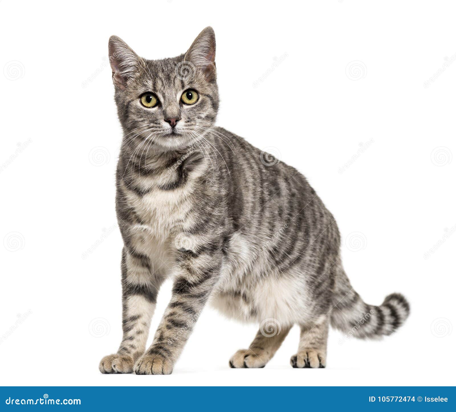 2,491 Grey Cat Standing Isolated Stock Photos - Free & Royalty-Free ...