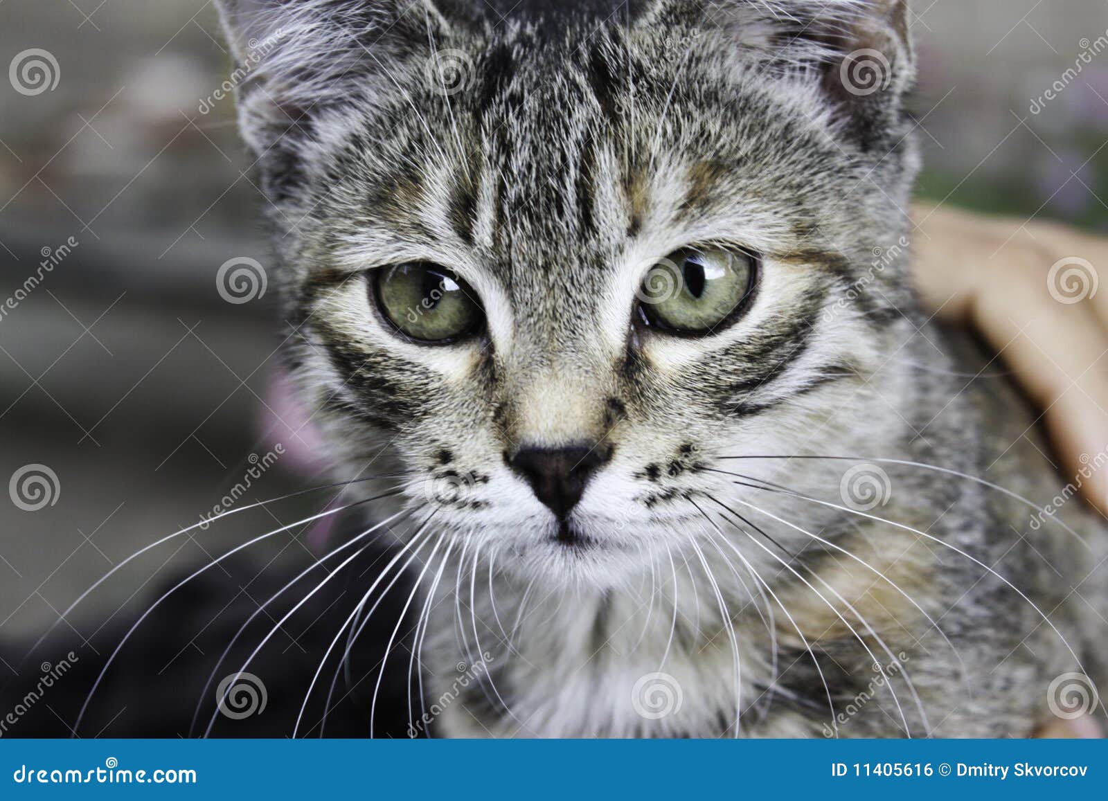 Grey stripy cat stock photo. Image of feline, cozy, fluffy - 11405616