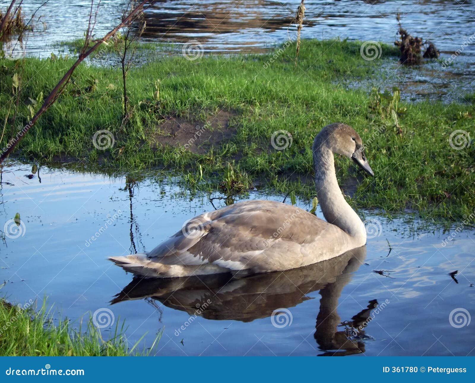 Grey Swan stock photo. Image of bird, swan, bill, beak - 361780