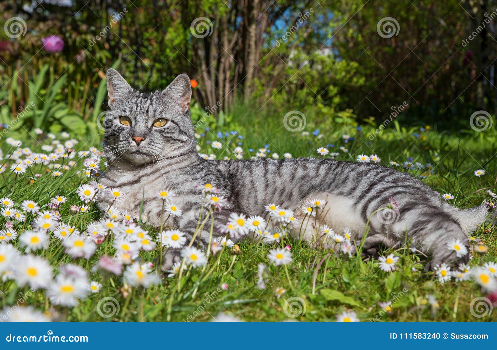 Grey Tabby Cat in the Daisy Flower Meadow Stock Photo - Image of spring ...
