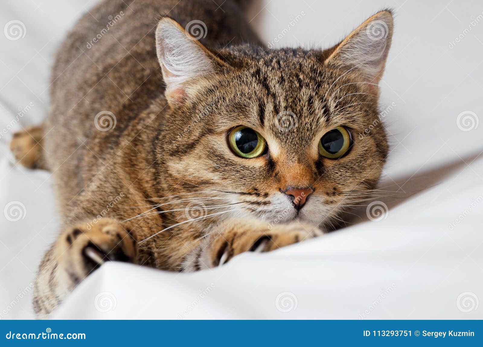 Grey tabby cat. stock image. Image of cute, predator - 113293751