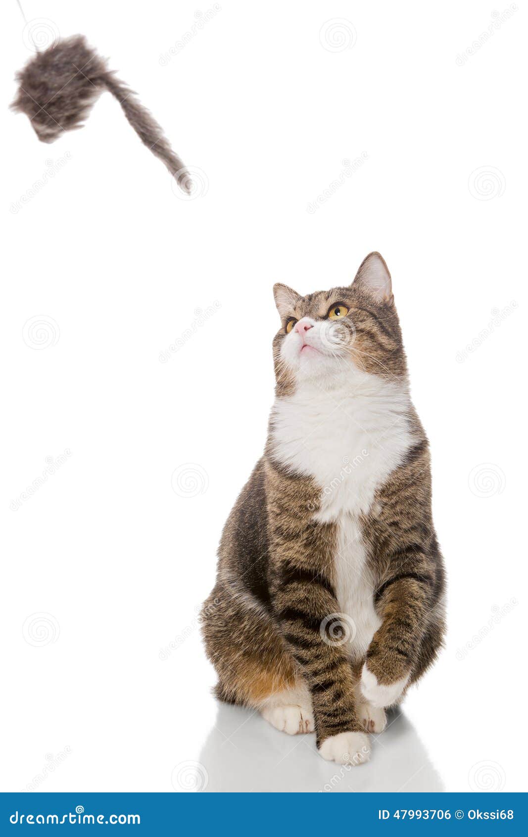 Grey Tabby Cat Playing with a Toy Stock Photo - Image of beautiful ...