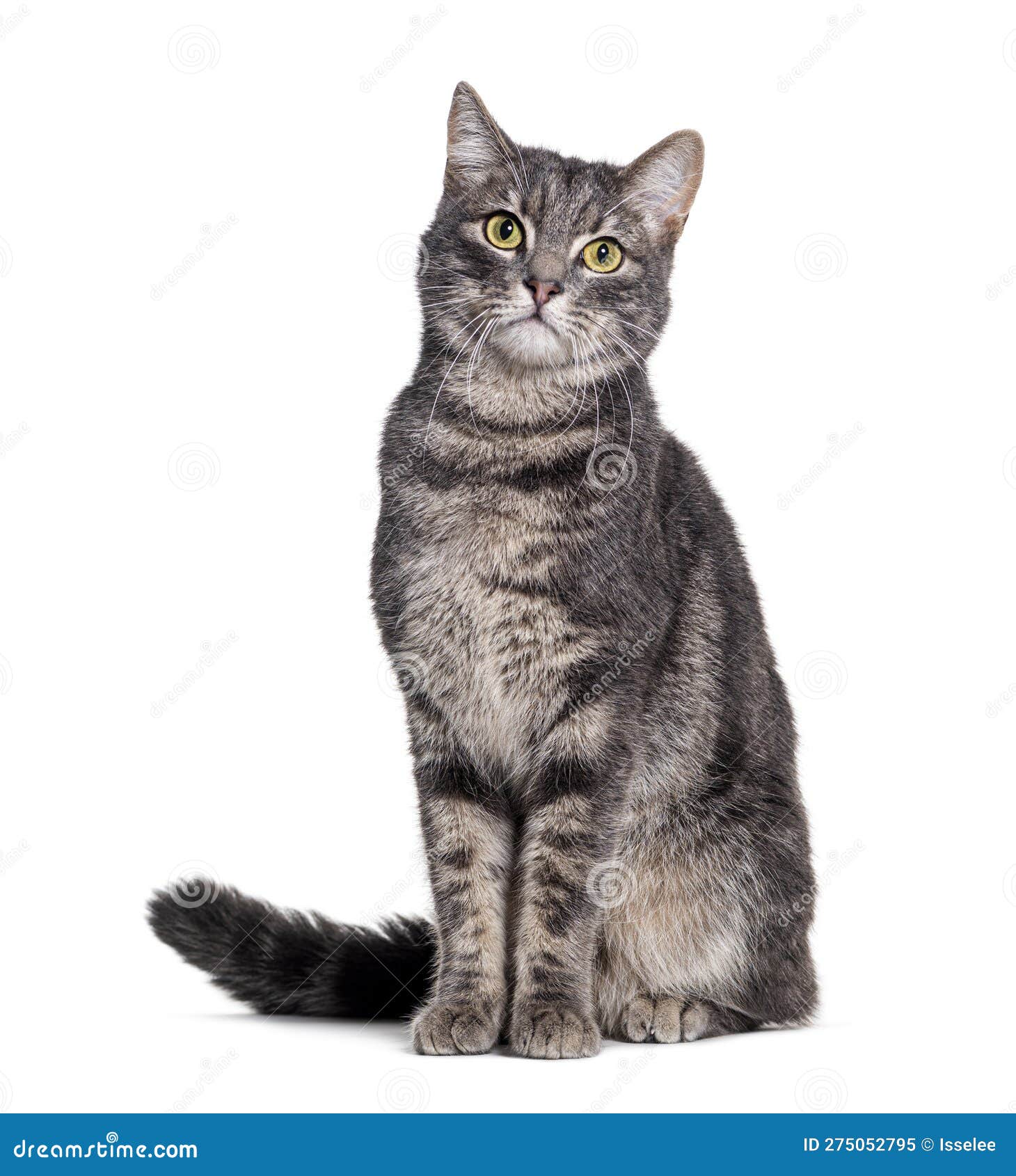 Grey Tabby Cat Sitting and Looking at the Camera, Isolated on White ... Grey Tabby Cat Sitting and Looking at the Camera, Isolated on White ...