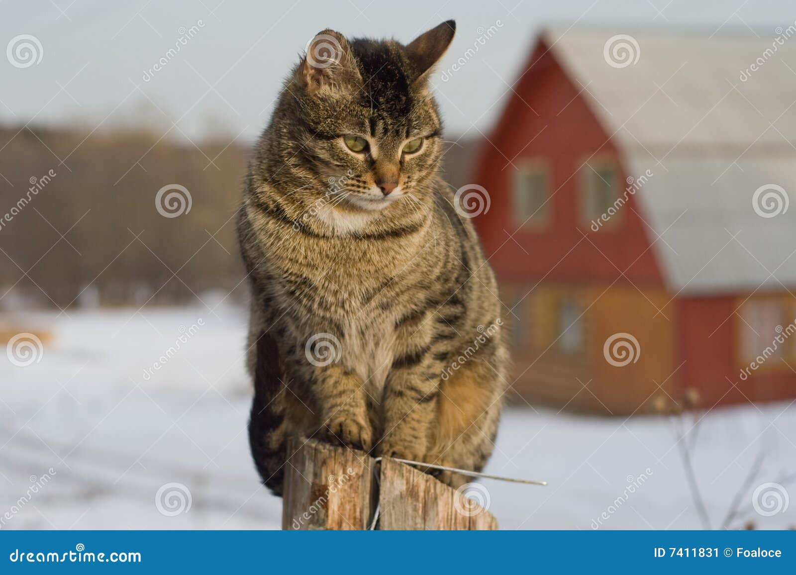 Grey Tabby Cat Sitting on Post Stock Image - Image of tree, tabby: 7411831