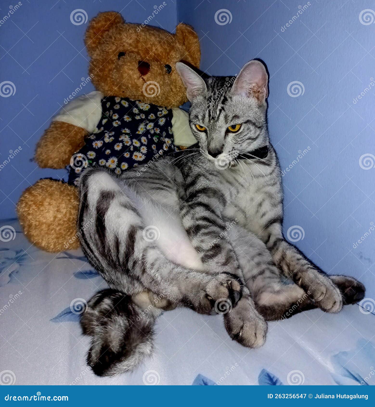 Grey Tabby Cat Staring Pose Stock Image - Image of staring, tabby ...