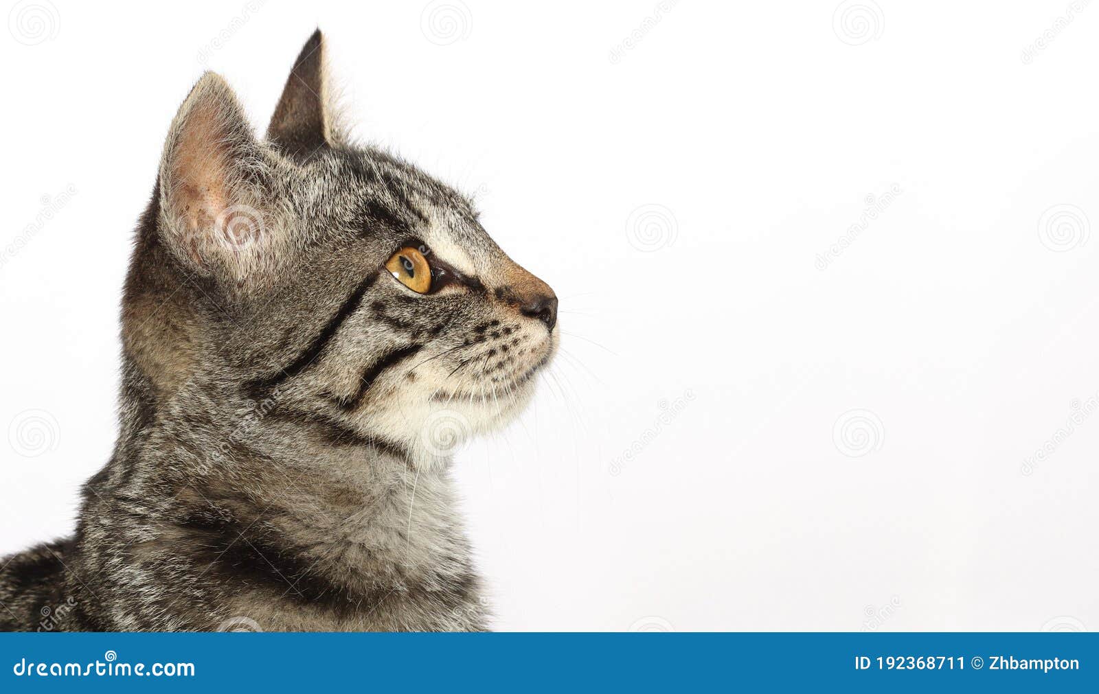 Tabby Grey Cat Looking Right Stock Image - Image of funny, copy: 192368711