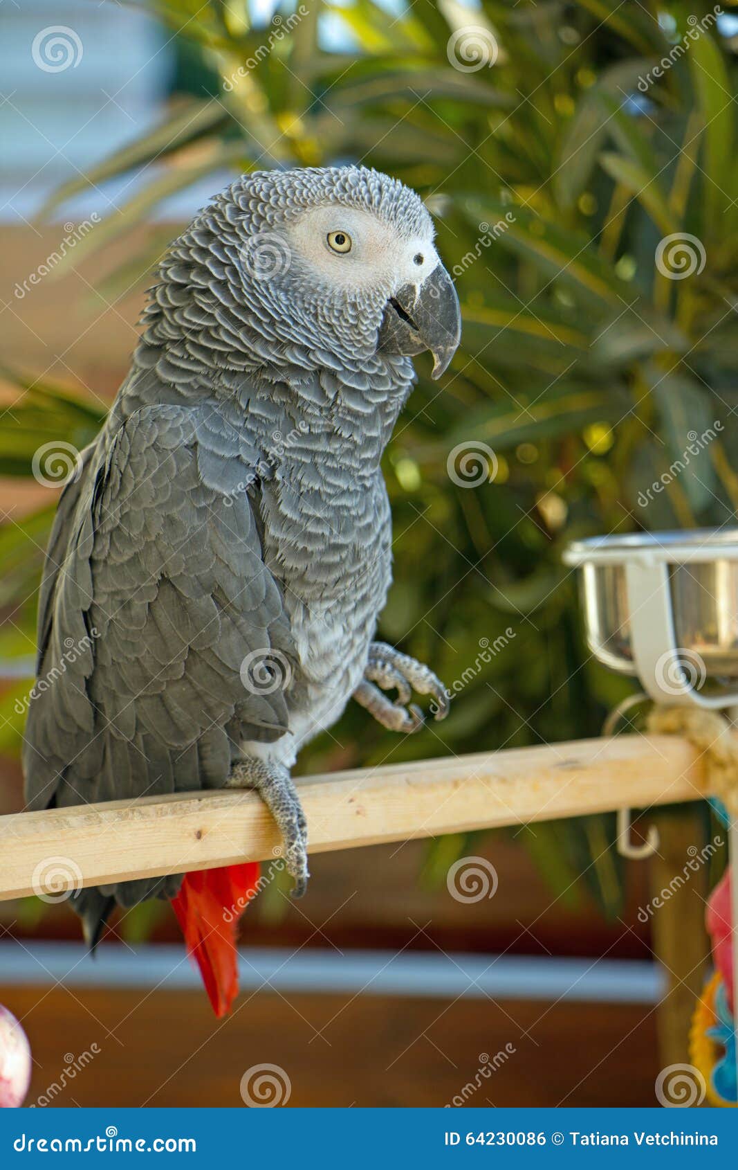 Grey talking parrot stock photo. Image of animals, talking - 64230086