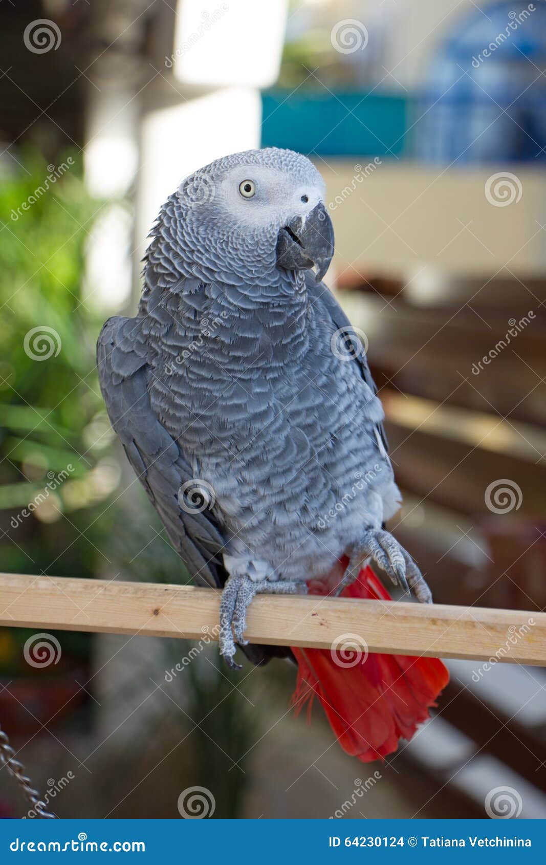 Grey Talking Parrot Jacko with a Bright Red Tail Stock Photo - Image of ...