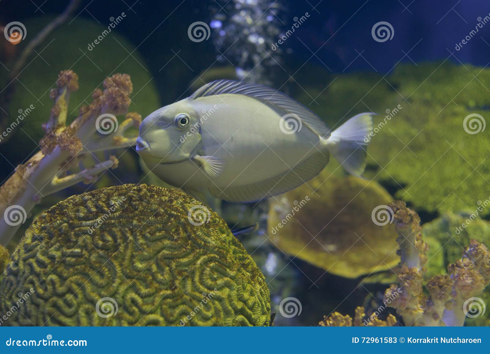 Grey tang fish in Aquarium stock image. Image of animal - 72961583
