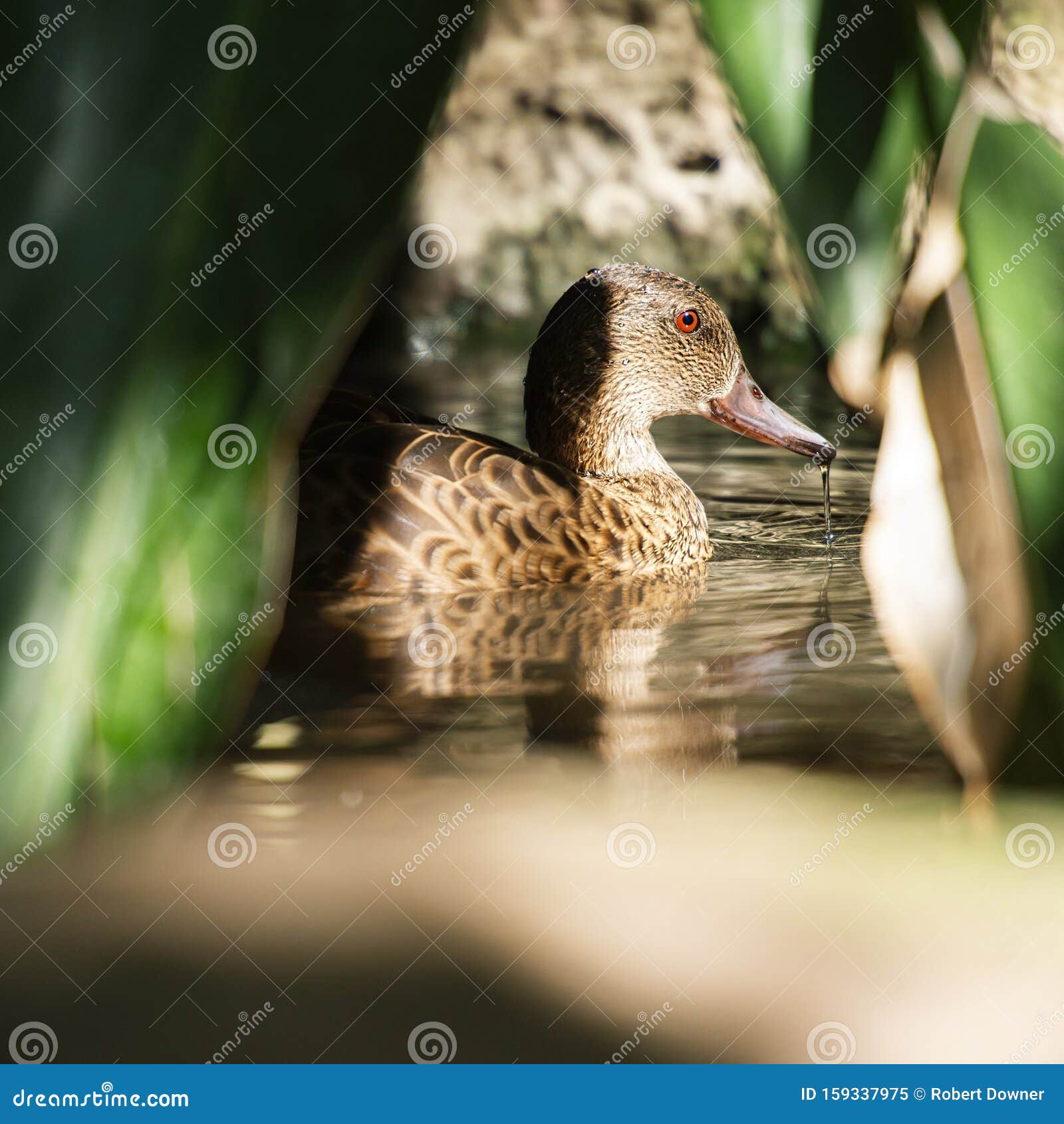 Grey Teal Duck stock image. Image of colorful, avian - 159337975