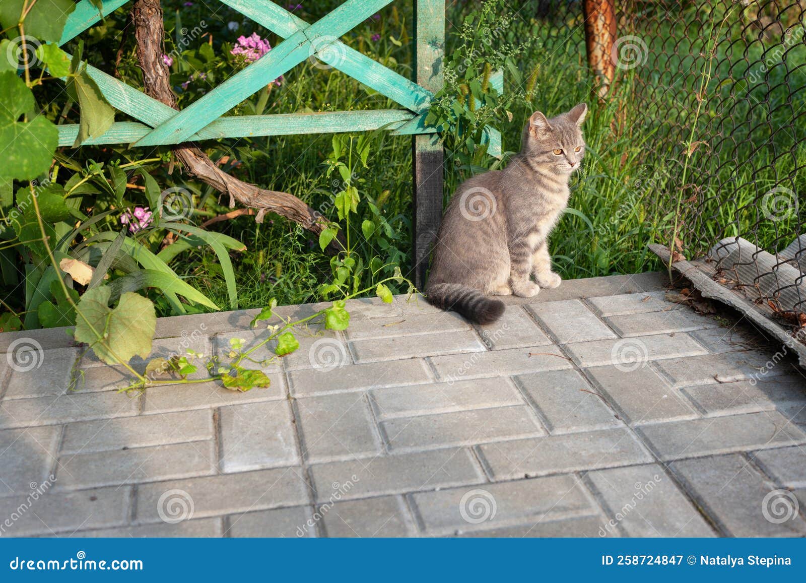 Grey Teenage Cat Sitting on a Tile in the Summer Stock Image - Image of ...
