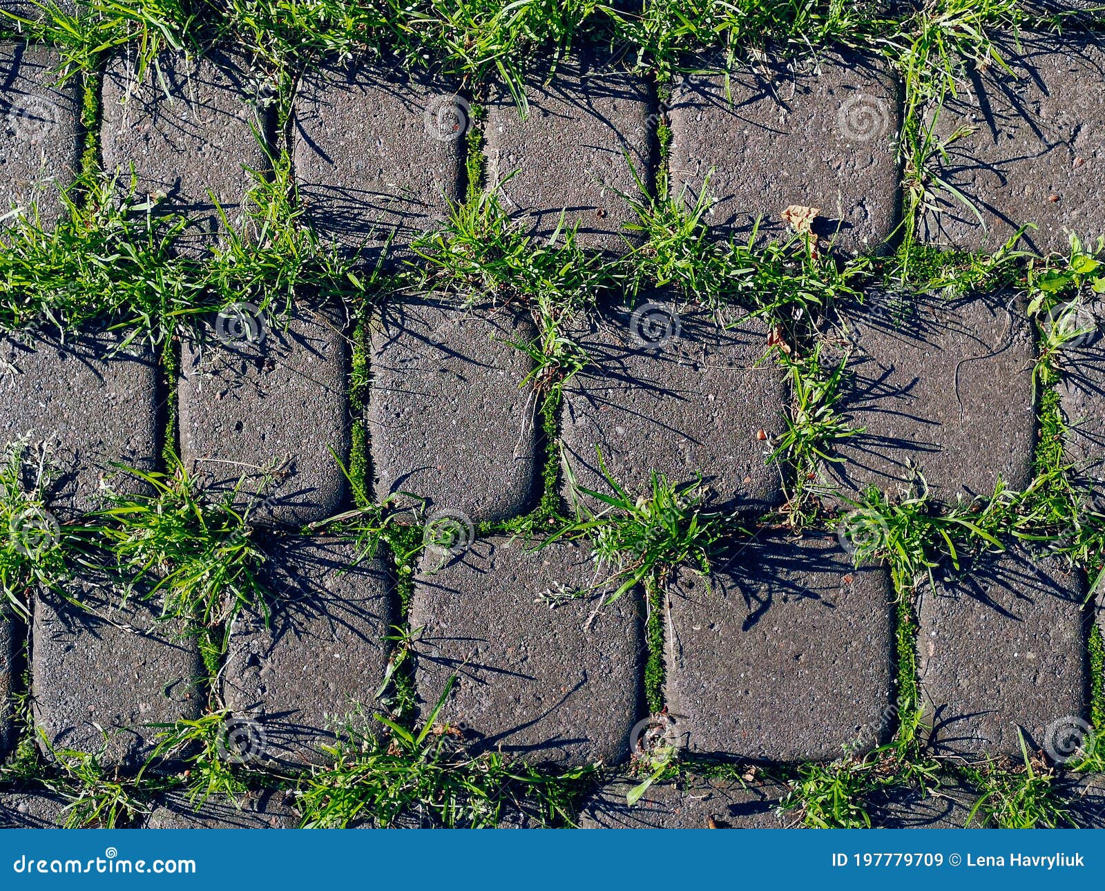Grey Tiled Pavement with Grass and Moss Growing between Tiles Stock ...