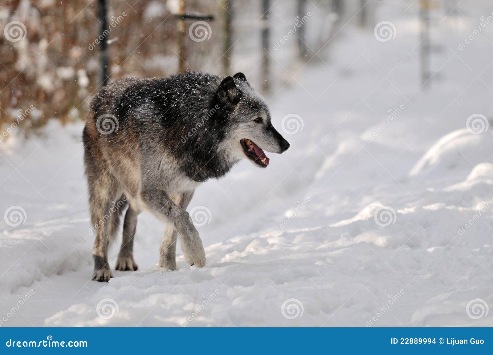 Grey Timber wolf in snow stock photo. Image of wolfdog - 22889994