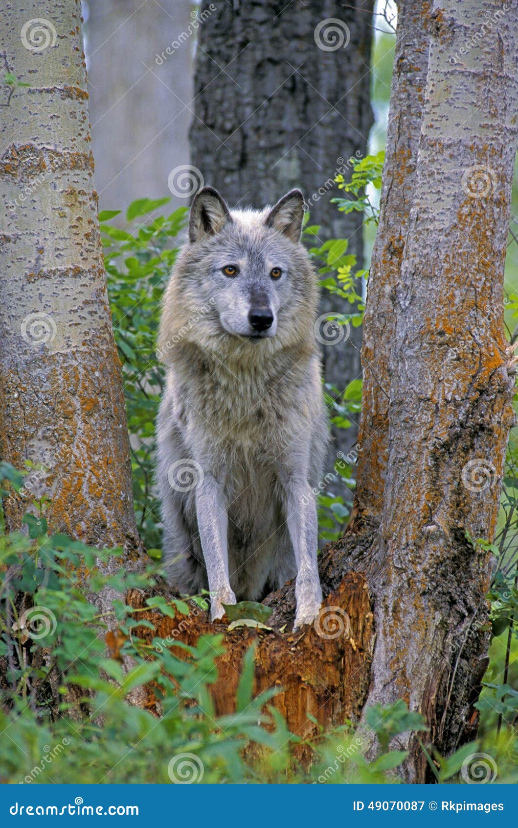 Grey Timber Wolf stock image. Image of trees, vertebrate - 49070087