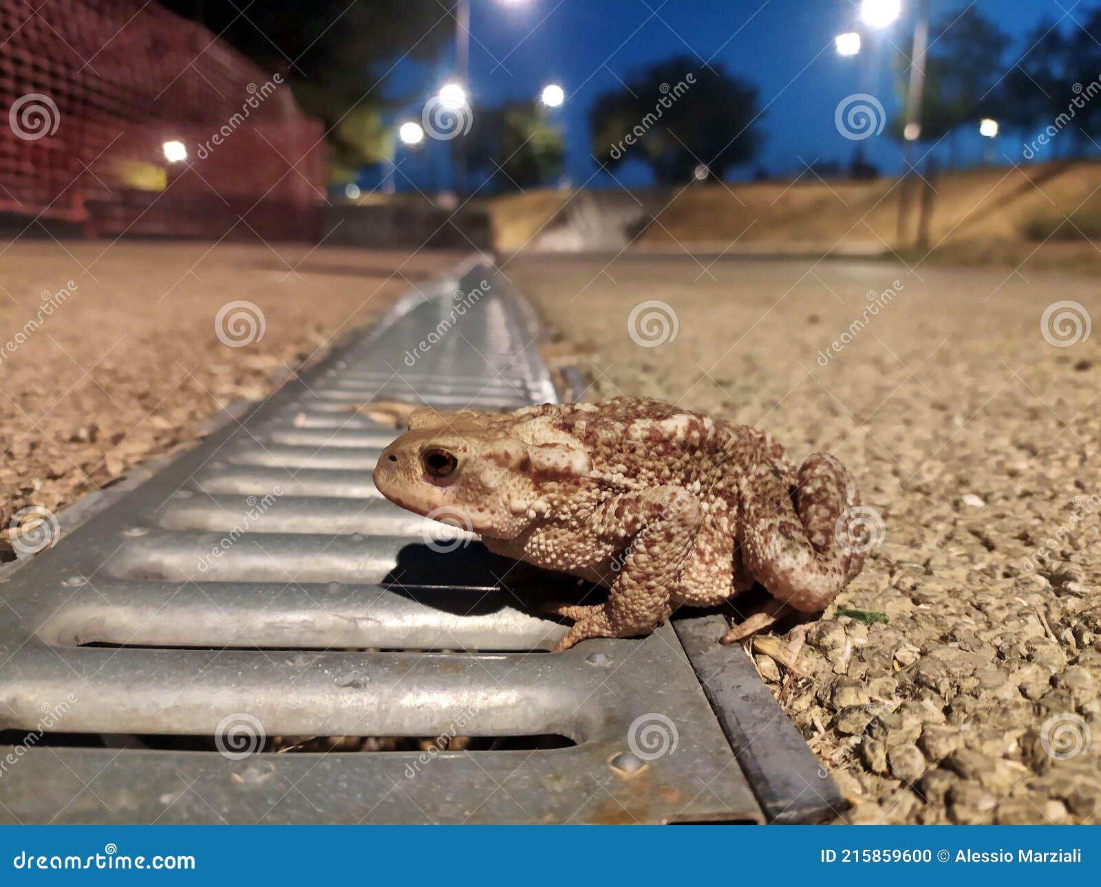 Grey Toad Closeup in Evening Stock Photo - Image of species, macro ...
