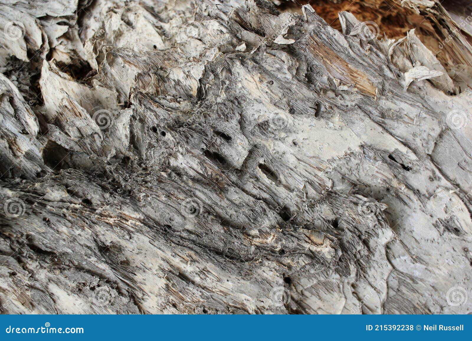 Grey Tree Bark stock photo. Image of closeup, grey, colourations ...