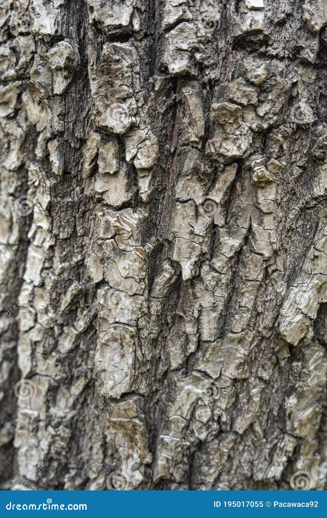 Grey Tree Bark. Texture of Tree Bark Stock Image - Image of bark ...