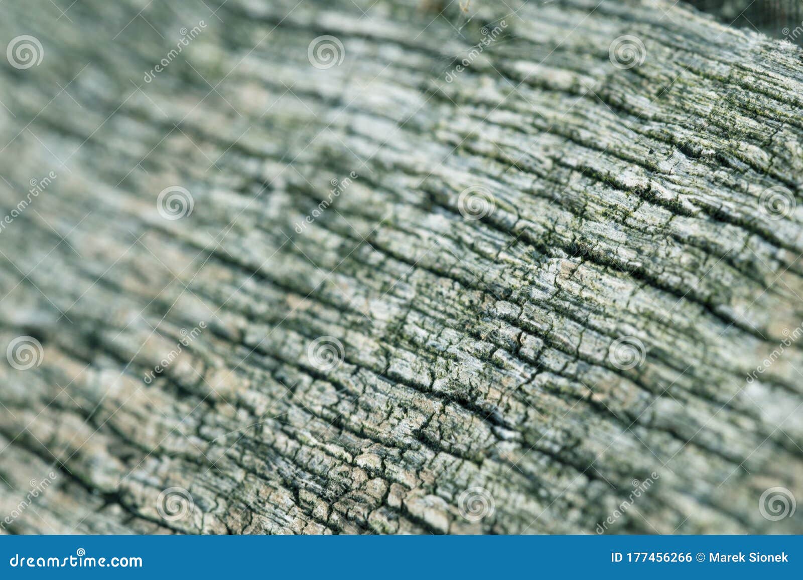 Tree bark stock photo. Image of gray, grey, texture - 177456266