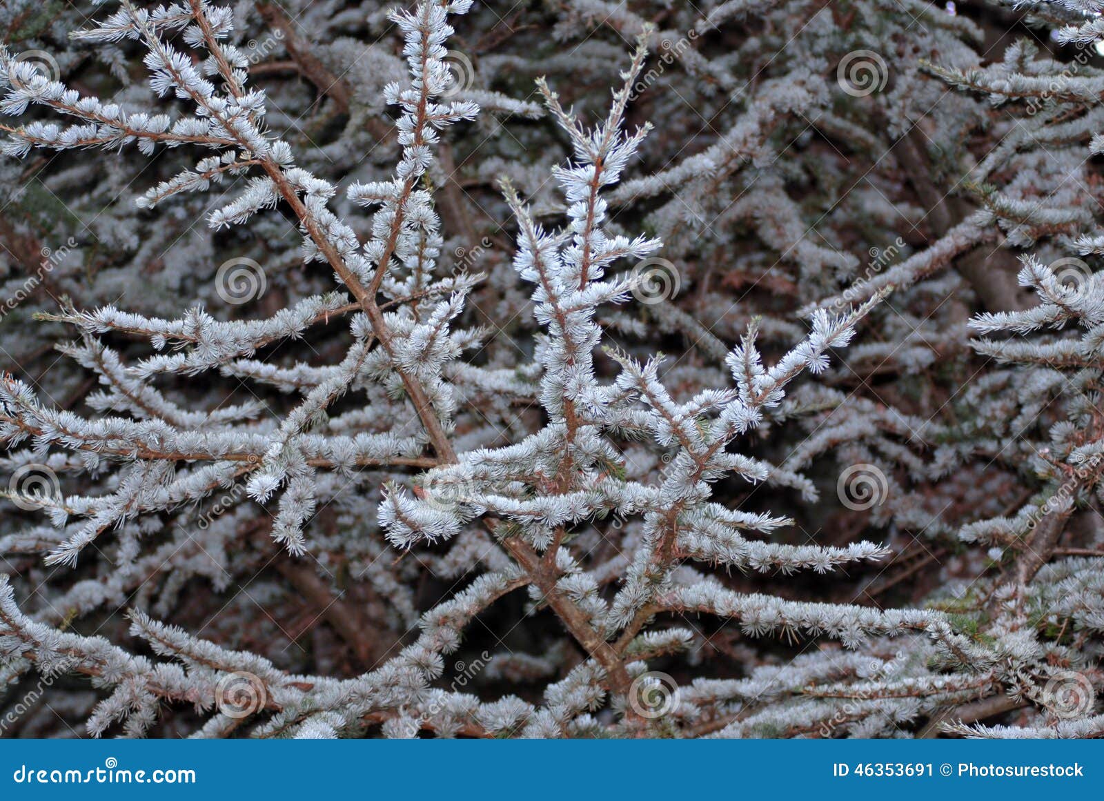 Grey tree and branches stock image. Image of grey, cold - 46353691