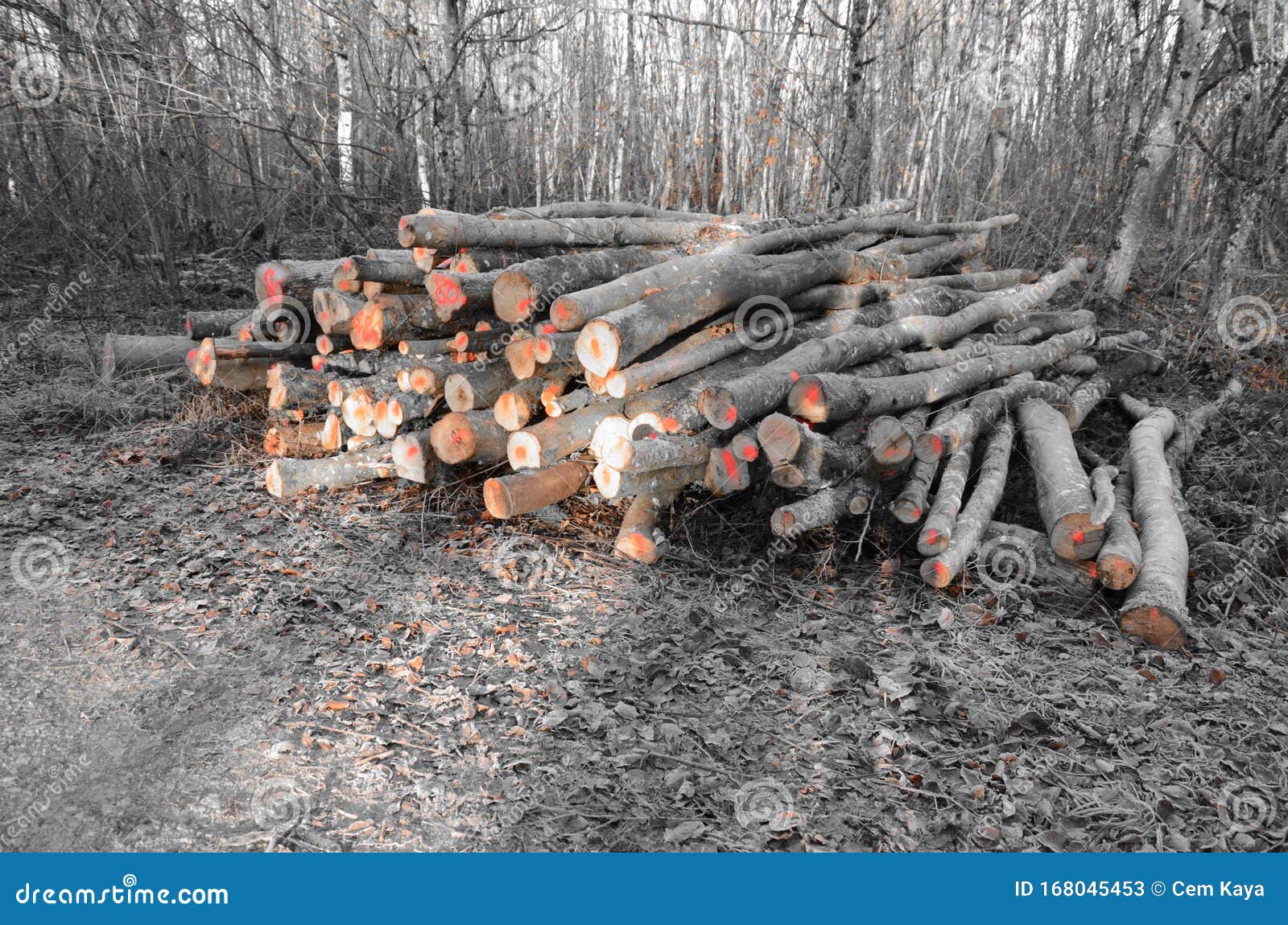 Grey tree in the forest stock image. Image of wood, landscape - 168045453