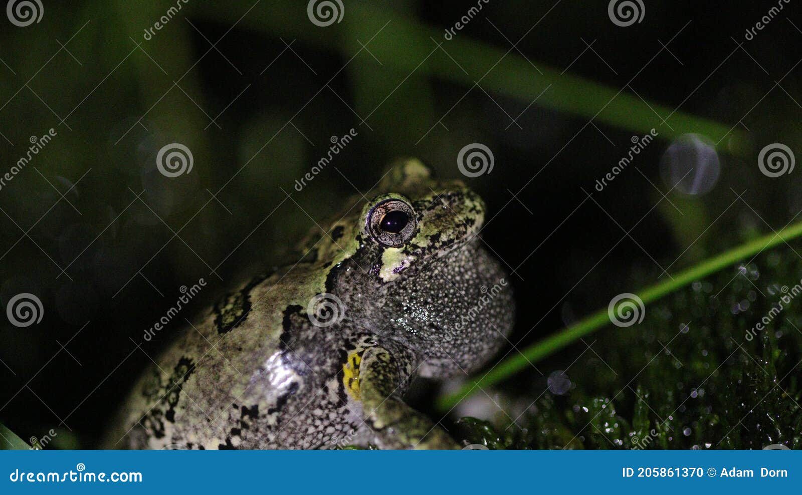 Tree frog calling stock photo. Image of wildlife, nature - 205861370