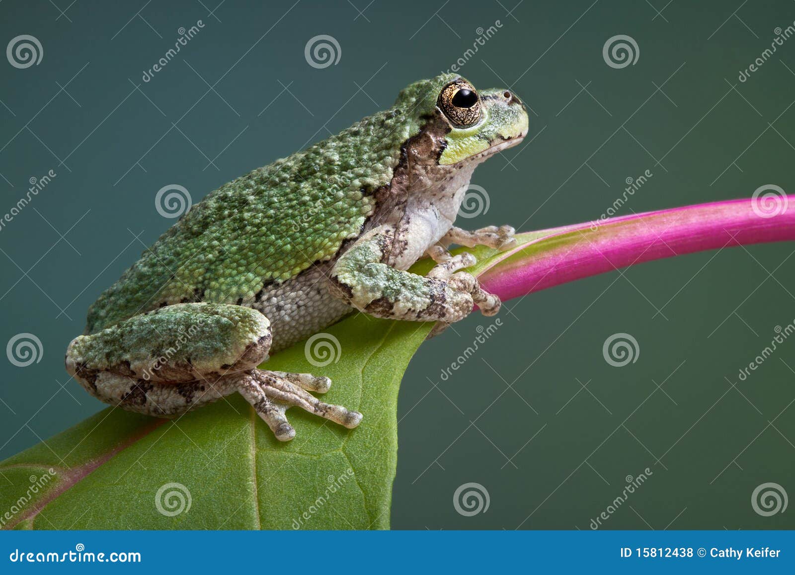 Grey tree frog on pokeweed stock photo. Image of webfoot - 15812438