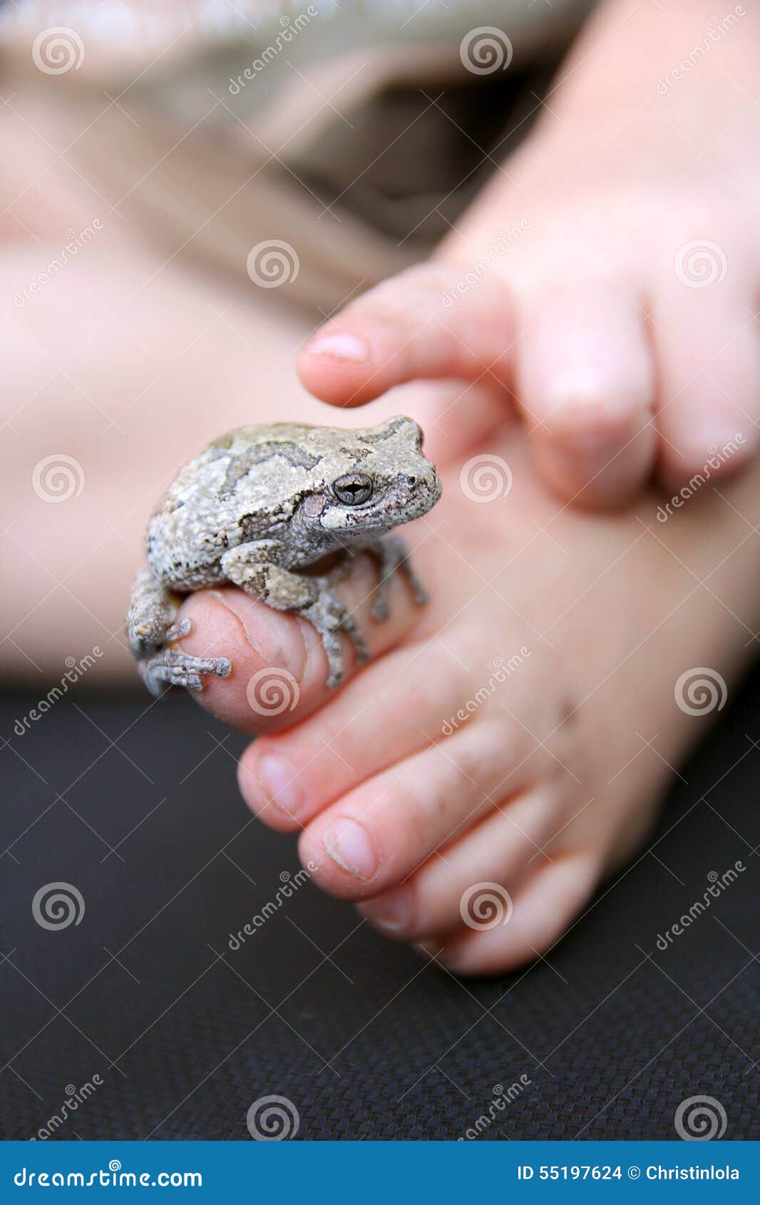 Grey Tree Frog Sitting on Child S Foot Stock Photo - Image of spring ...
