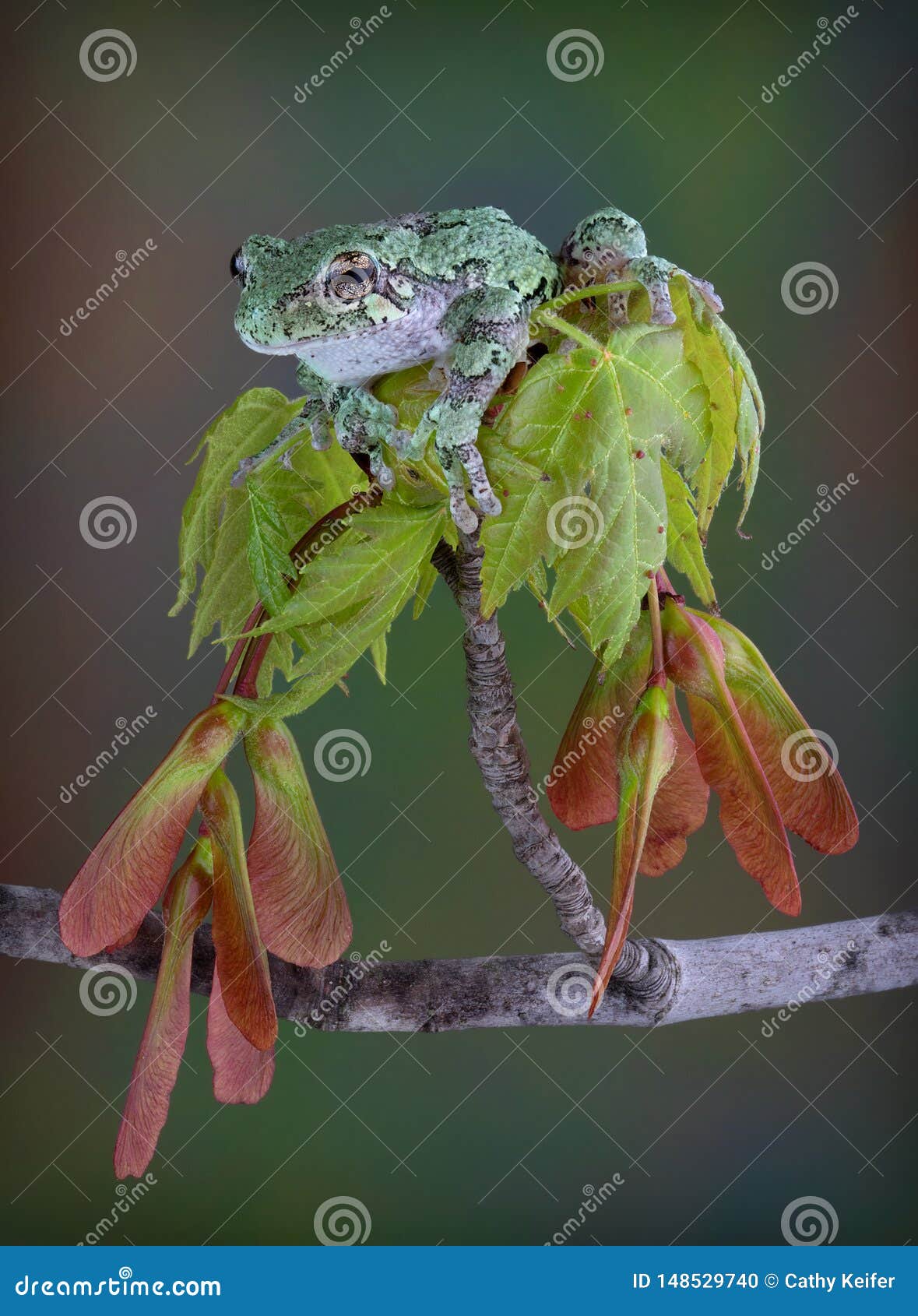 Grey Tree Frog on Spring Maple Leaves Stock Photo - Image of macro ...