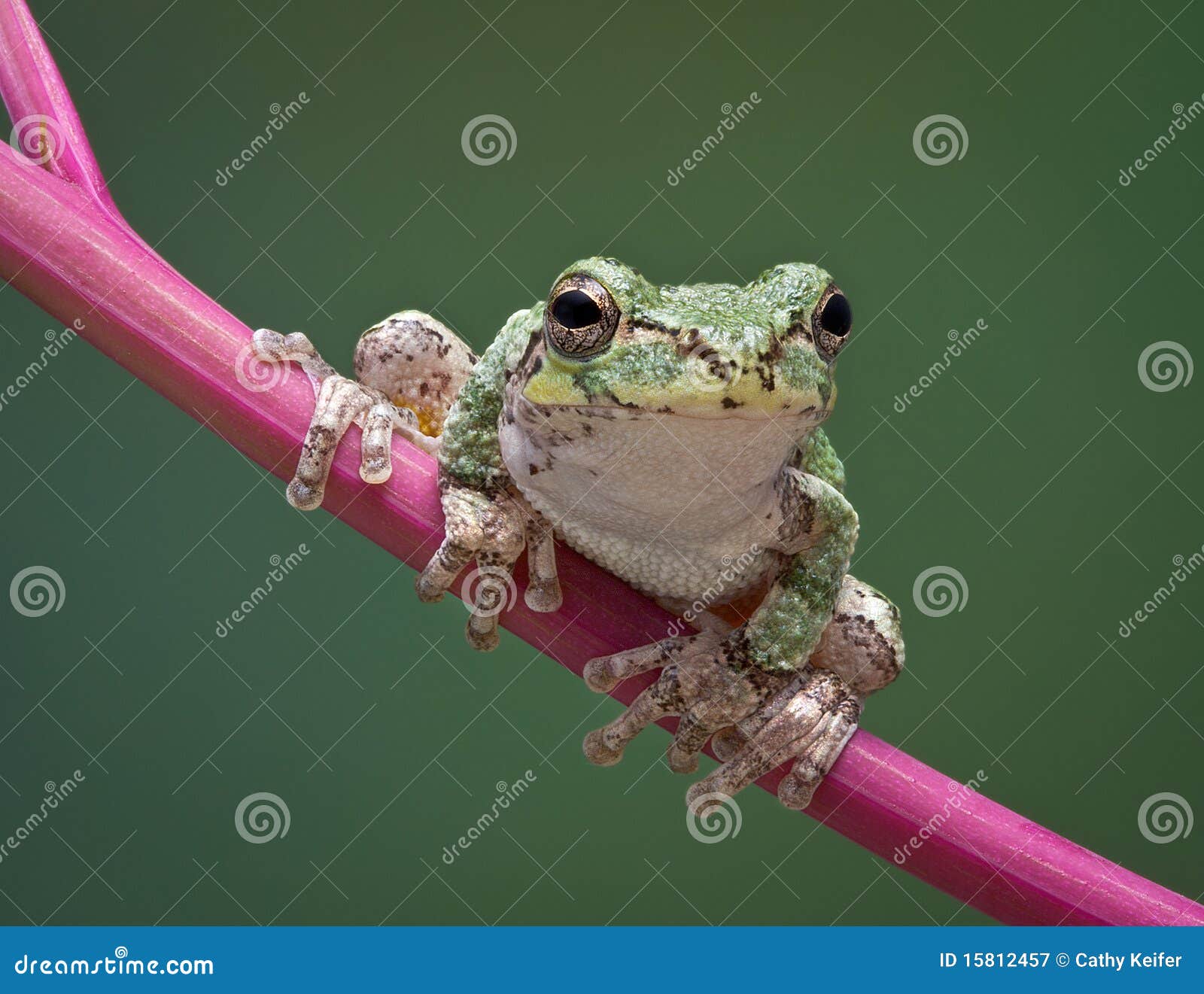 Grey tree frog on stem stock image. Image of grey, tree - 15812457