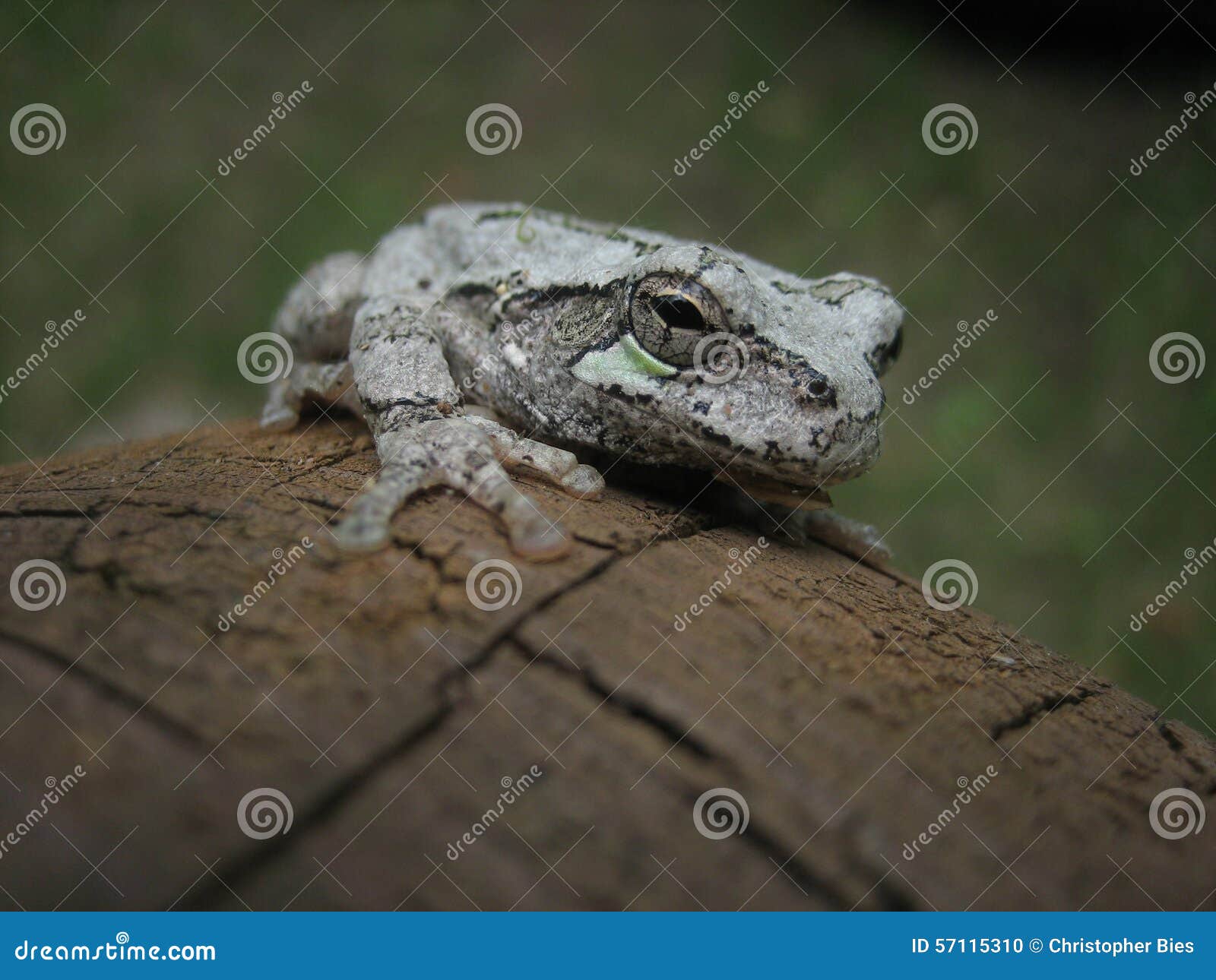 Grey Tree Frog stock photo. Image of pattern, stuck, photograph - 57115310