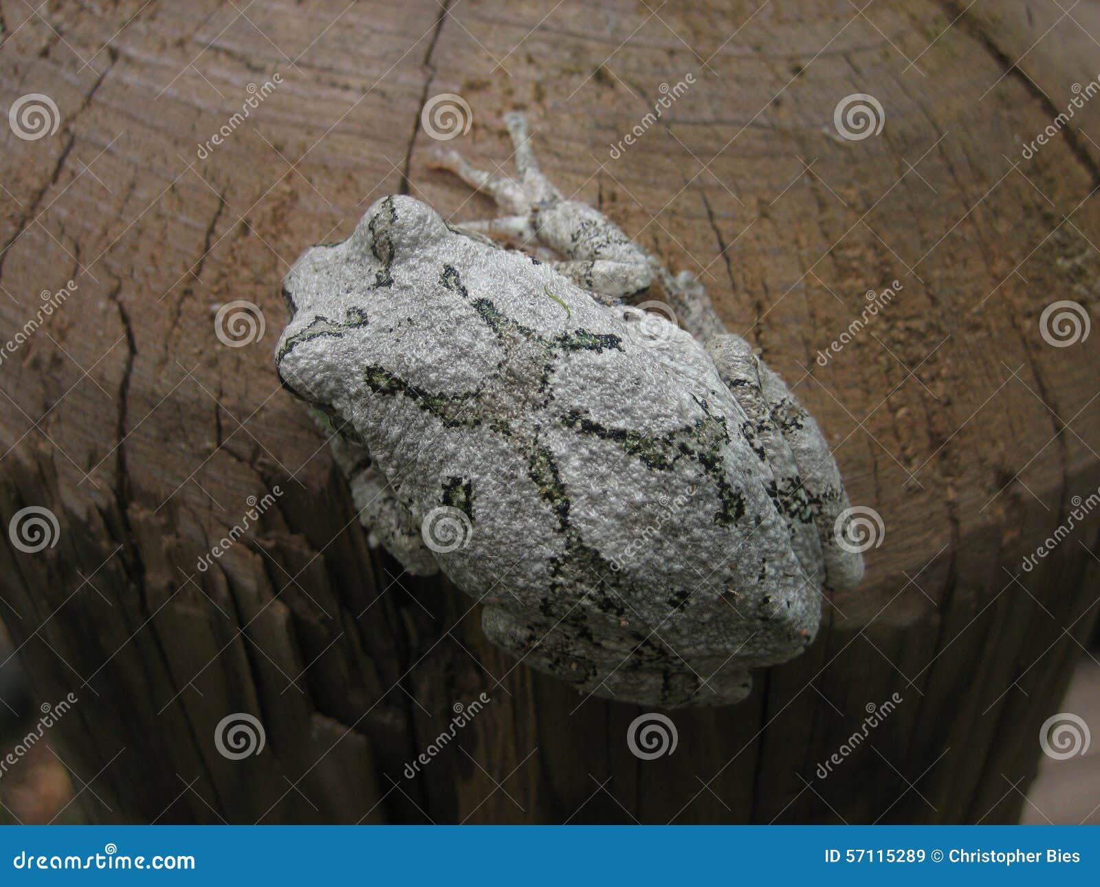 Grey Tree frogs Back stock image. Image of treefrog, frogs - 57115289