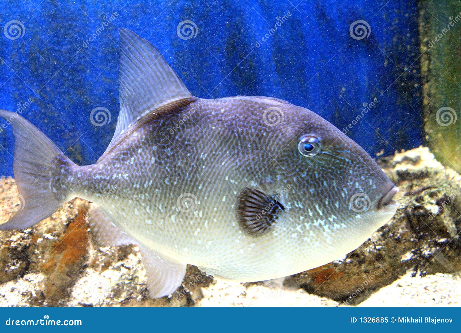 Grey Triggerfish 1 stock image. Image of coral, salty - 1326885