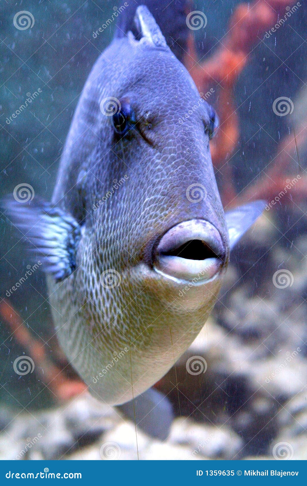 Grey Triggerfish 5 stock image. Image of salty, nature - 1359635