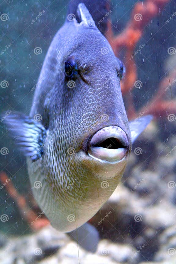 Grey Triggerfish 5 stock image. Image of salty, nature - 1359635