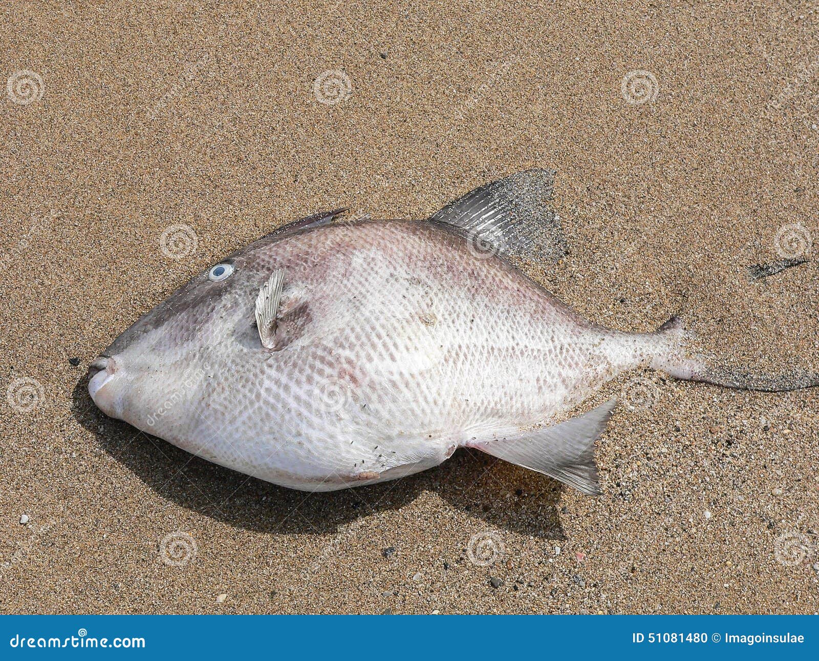Grey Triggerfish. Balistes Capriscus (Gmelin, 1789) Stock Photo - Image ...