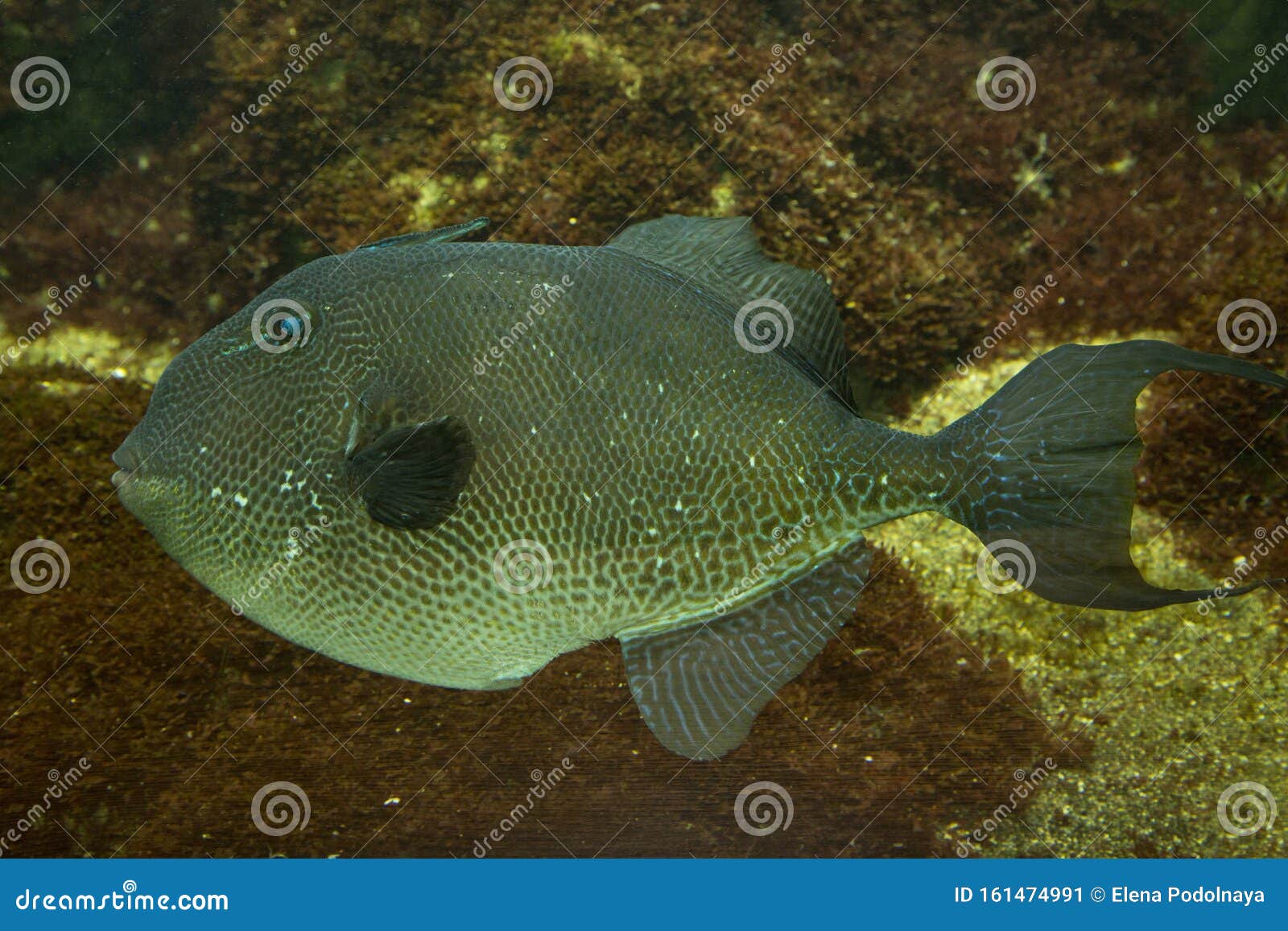 The Grey Triggerfish Balistes Capriscus. Stock Image - Image of marine ...