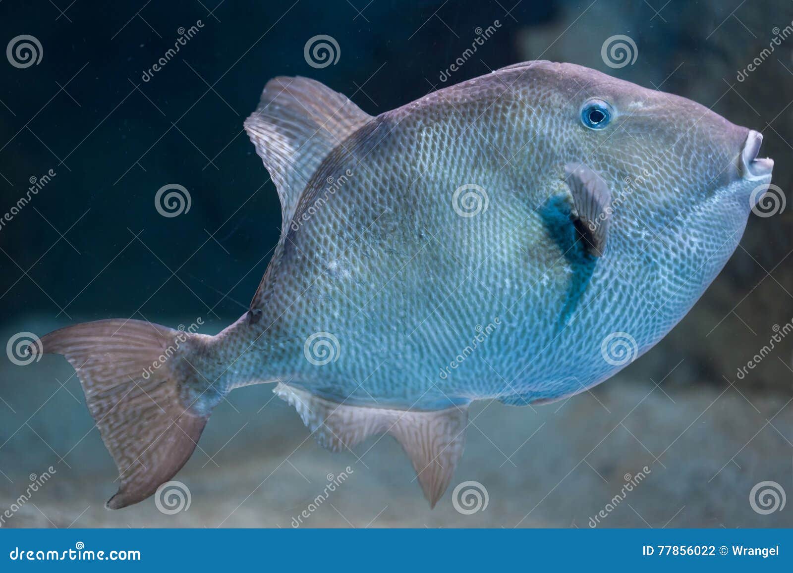 Grey Triggerfish (Balistes Capriscus). Stock Photo - Image of marine ...