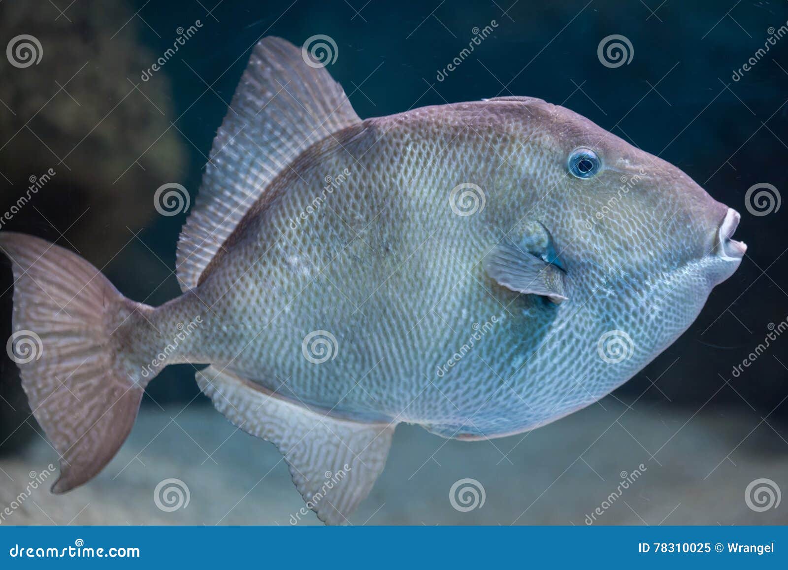 Grey Triggerfish Balistes Capriscus. Stock Image - Image of fish ...