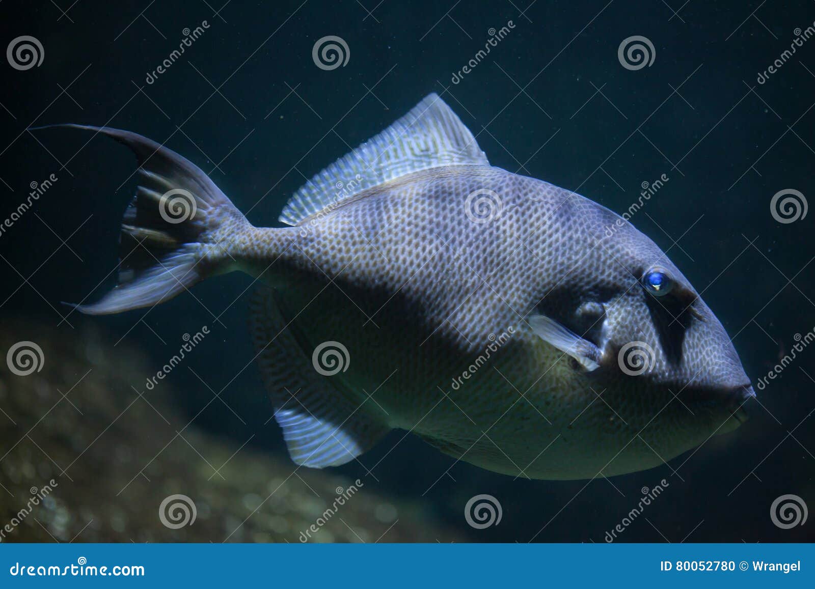 Grey Triggerfish (Balistes Capriscus). Stock Photo - Image of fauna ...