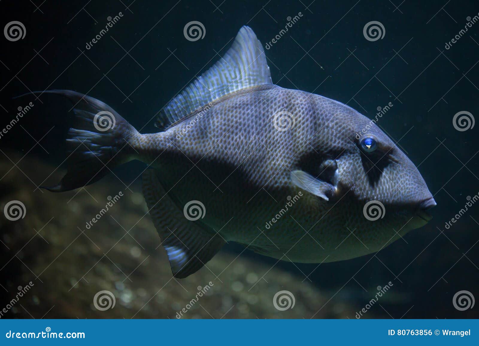 Grey Triggerfish Balistes Capriscus. Stock Photo - Image of life, reef ...